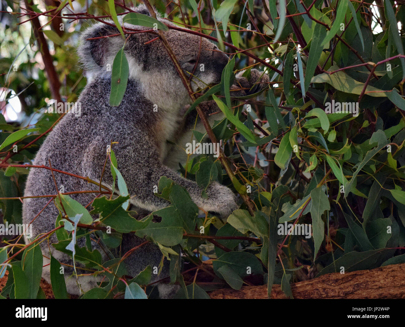 Koala a native Australian animal, eating eucalyptus leaves Stock Photo ...