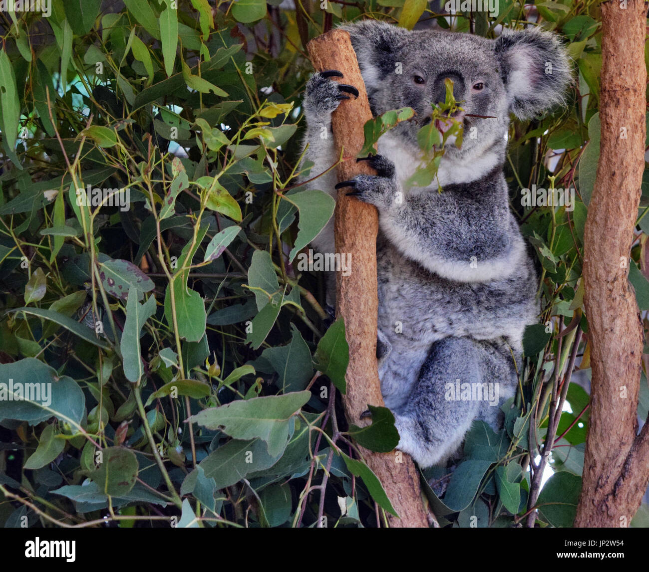 Cute koala eating eucalyptus leaves in Australia Stock Photo - Alamy