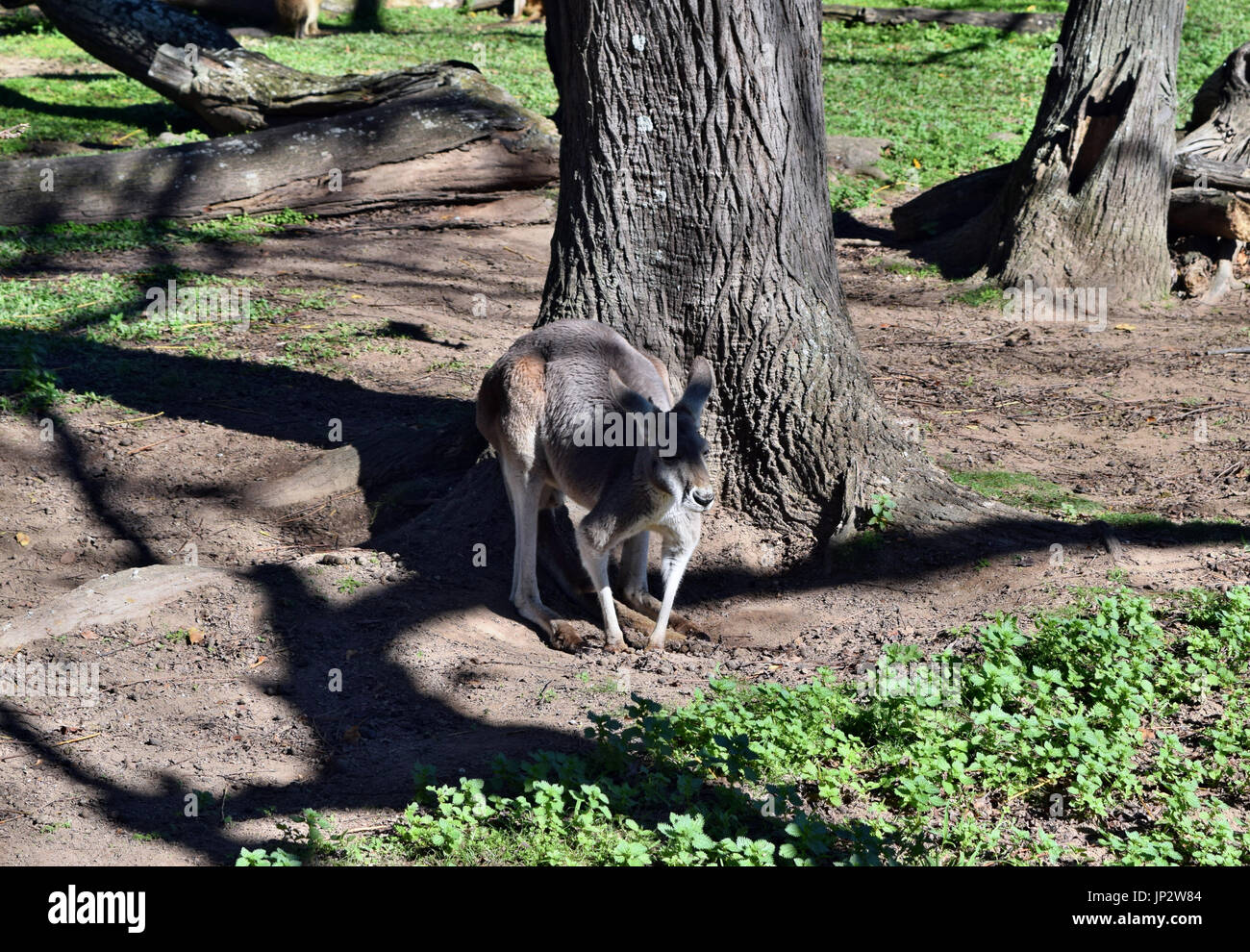 Wild grey kangaroo standing in Queensland, Australia Stock Photo - Alamy