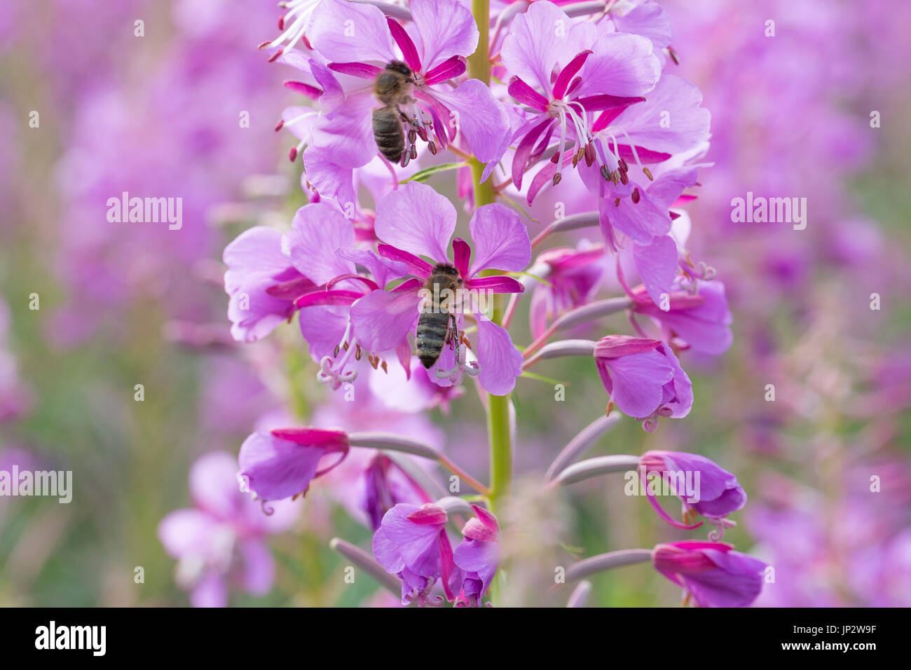 Fireweed Flowers with Bee close up Stock Photo - Alamy