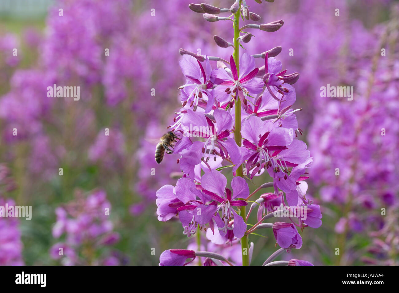 Fireweed Flowers with Bee close up Stock Photo - Alamy
