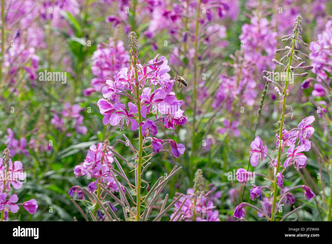 Fireweed Flowers with Bee close up Stock Photo - Alamy