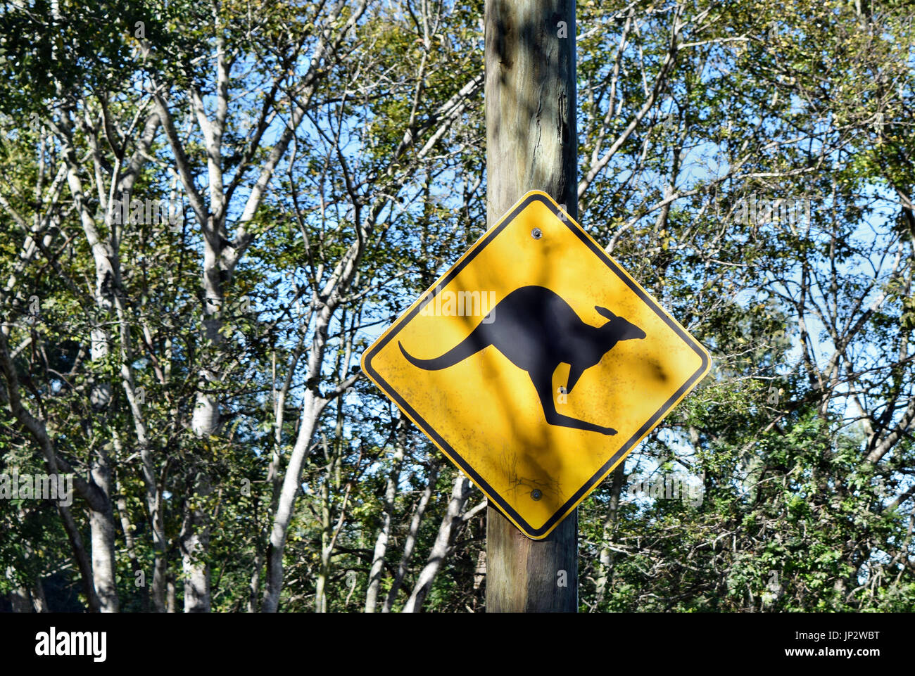 Road sign in Australia warning to beware of kangaroos Stock Photo - Alamy