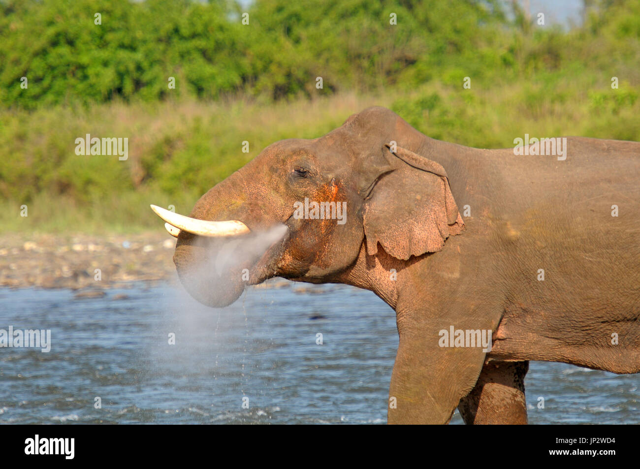Asian Elephant (Elephas maximus) sprinkling water Stock Photo - Alamy