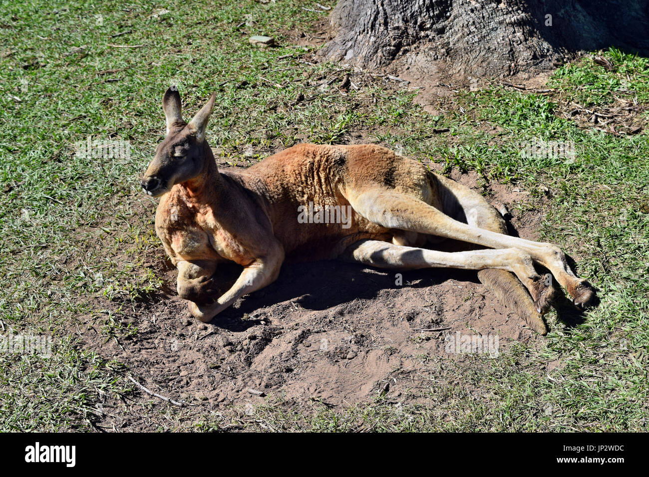 Wallaroo wildlife park hi-res stock photography and images - Alamy
