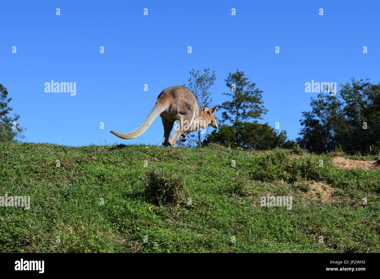 Red kangaroo desert western australia hi-res stock photography and ...