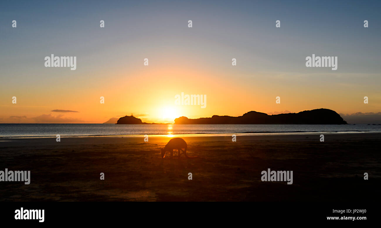 Wallaby on the beach at sunrise, Cape Hillsborough, Queensland, QLD ...