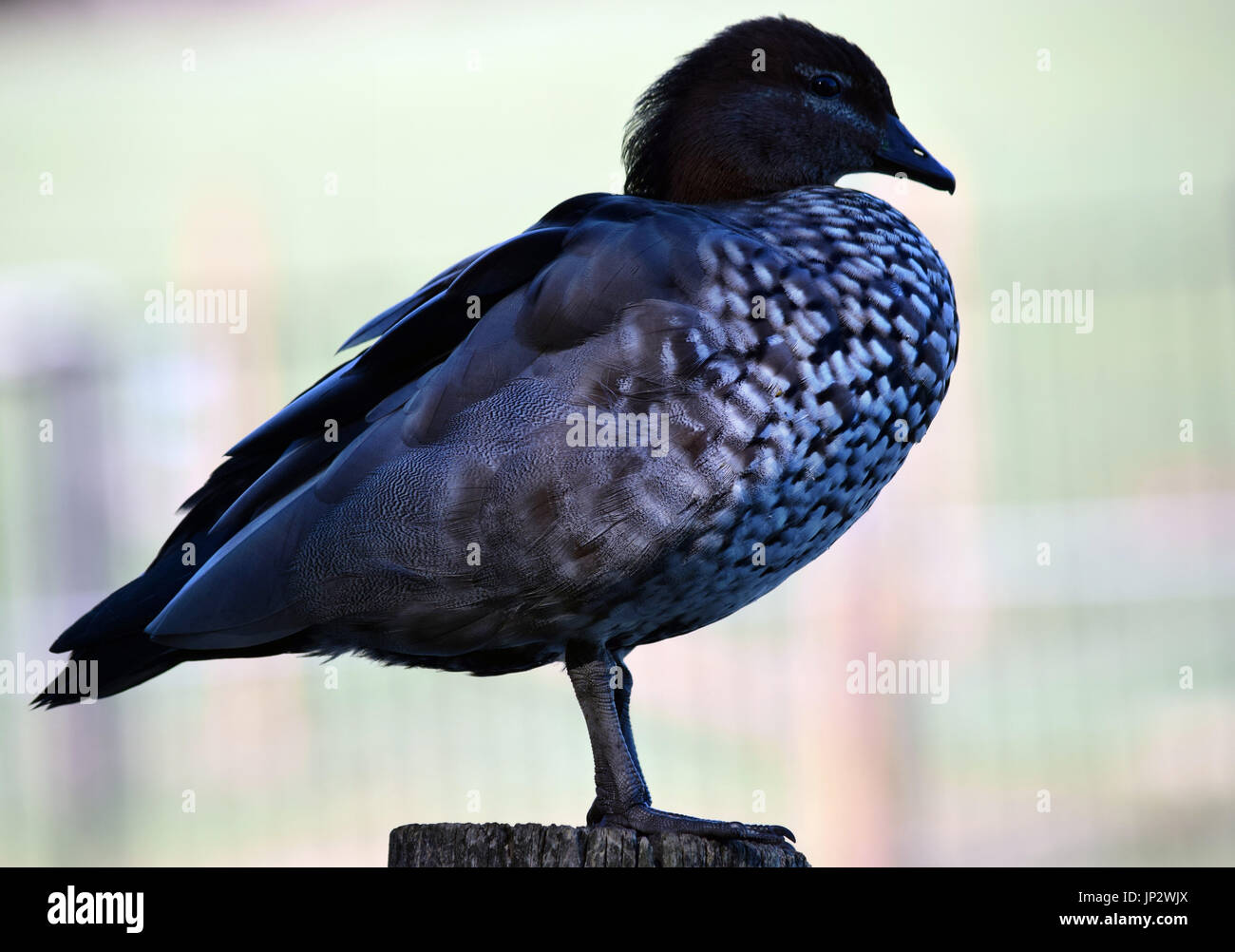 Pretty australian duck chenonetta jubata, Queensland, Australia Stock ...