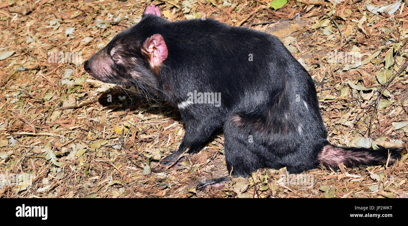 Wild tasmanian devil endangered with extinction in Australia Stock ...
