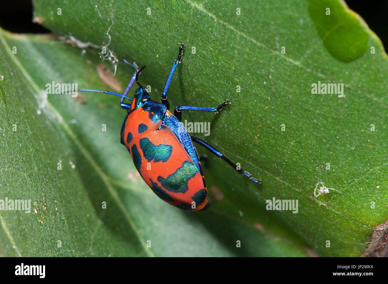 Colourful Cotton Harlequin Bug (Tectocoris diophtalmus), Queensland ...