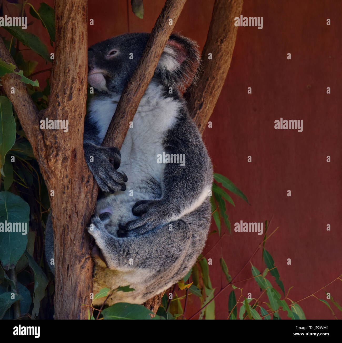 Very big koala looking on a tree branch eucalyptus Stock Photo - Alamy