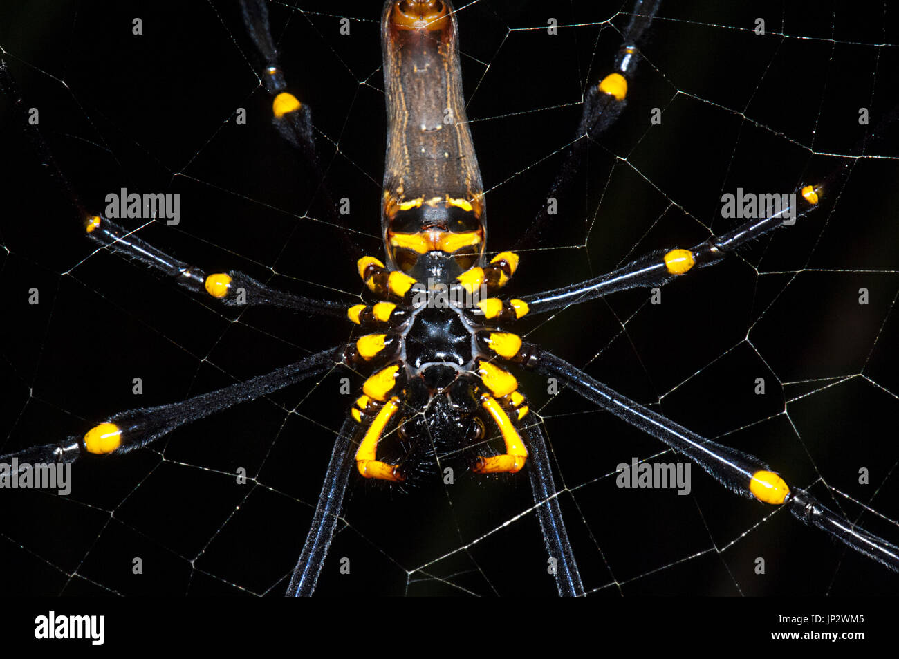 Giant golden orb weaver nephila pilipes hi-res stock photography and ...
