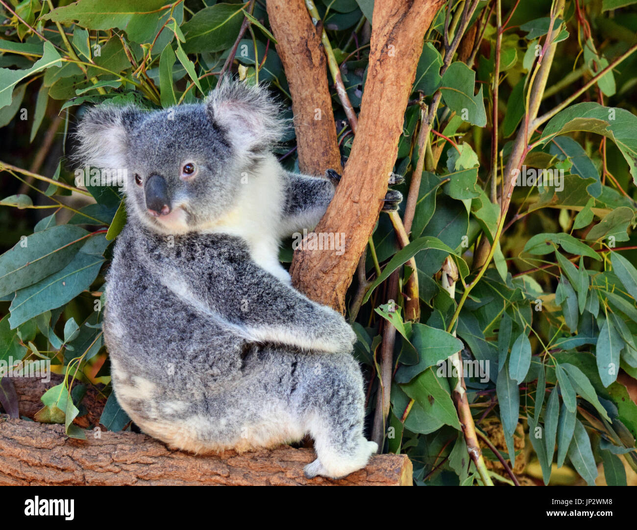 Cute koala looking on a tree branch eucalyptus in Australia Stock Photo ...
