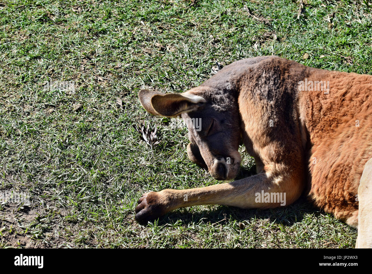 Very muscular wild red kangaroo lying on the grass in Queensland ...