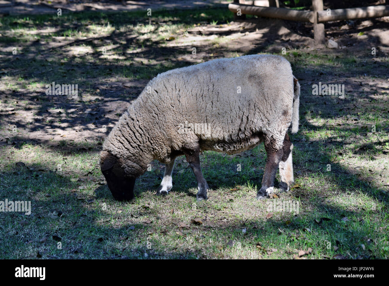Scared sheep and lamb hi-res stock photography and images - Alamy