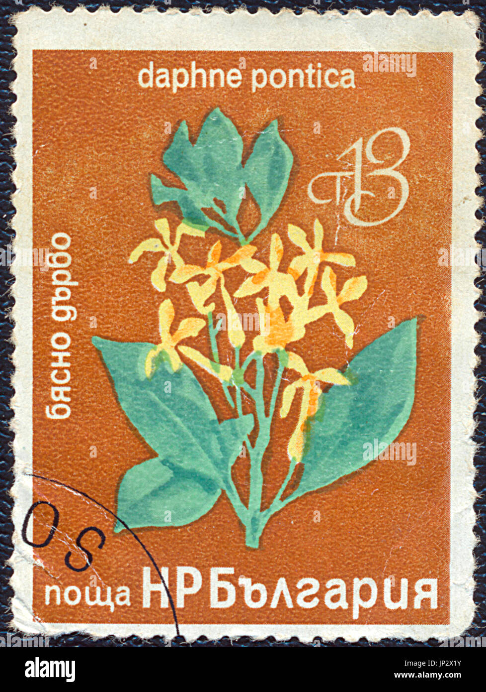 Bulgaria - 1970: Stamp printed in Bulgaria shows Daphne pontica flower ...