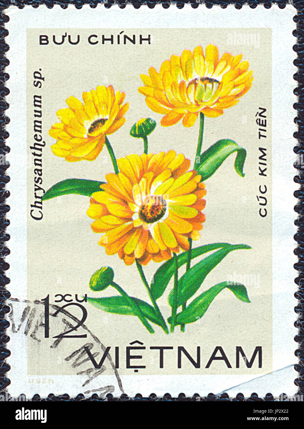 Vietnam - 1981: Postage stamp printed in Vietnam shows chrysanthemum ...