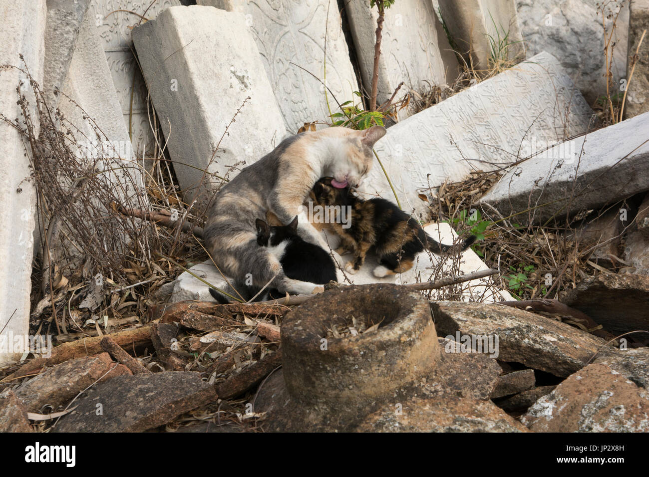 Newborn cats just aside the Heraklion Archaeological Museum in Crete ...