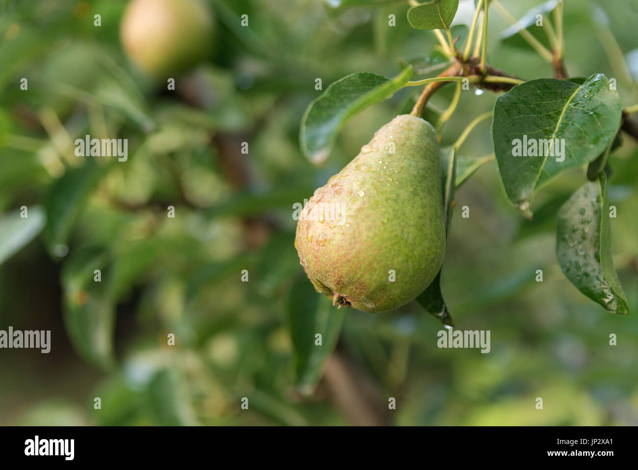 The pear ripens on the tree branch in the garden after the rain Stock ...