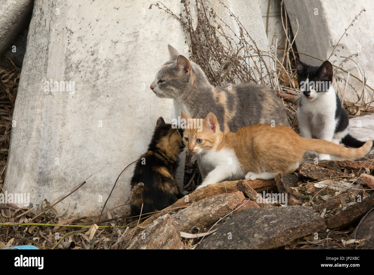 Newborn cats just aside the Heraklion Archaeological Museum in Crete ...