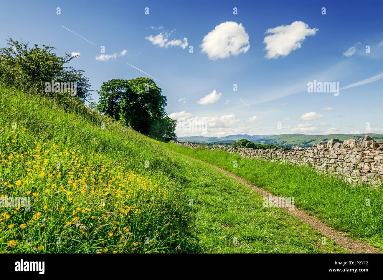 Scenic view green meadow hi-res stock photography and images - Alamy