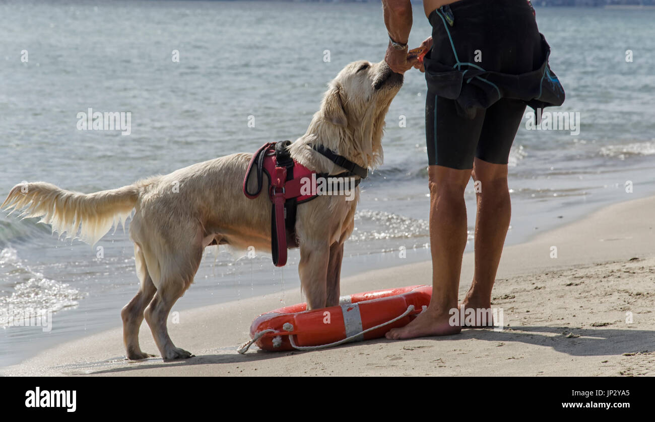 View of rescue dog coming out of the water Stock Photo - Alamy