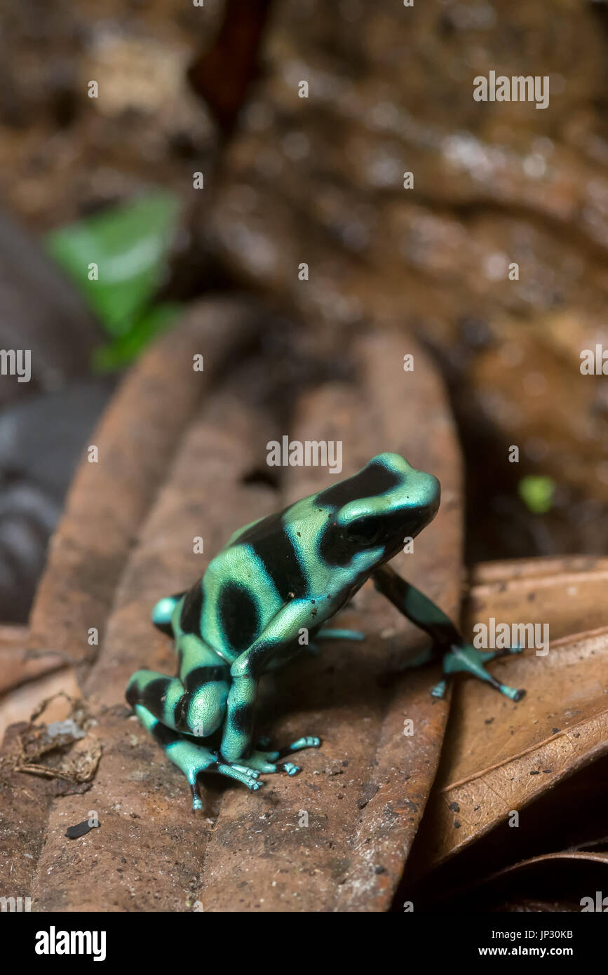 Green & Black Poison Frog, “Dendrobates auratus”, from Costa Rica Stock ...