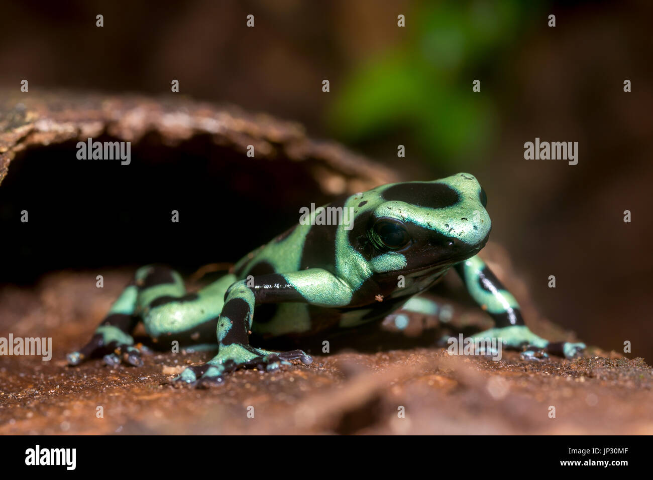 Green & Black Poison Frog, “Dendrobates auratus”-Tortuguero, Costa Rica ...