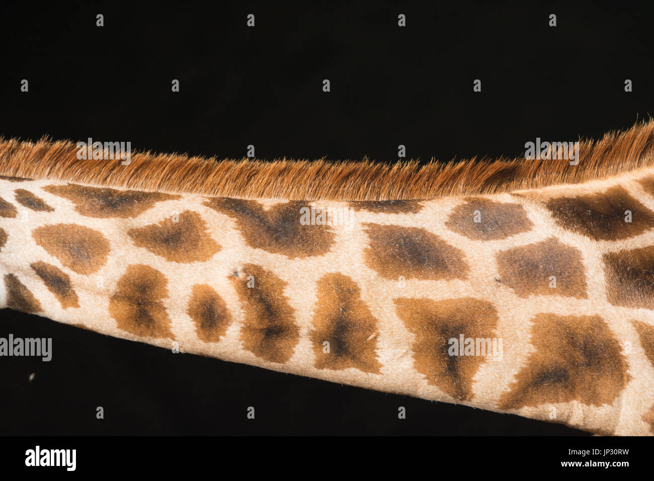 Skin neck hi-res stock photography and images - Alamy