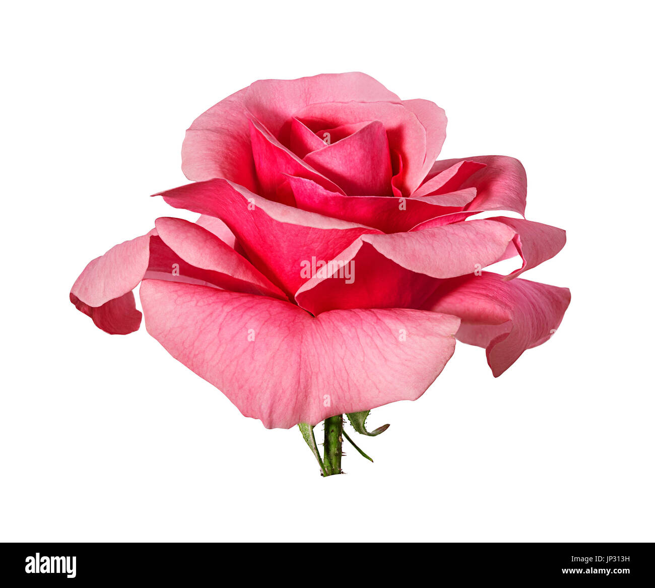 rose isolated on white background Stock Photo - Alamy
