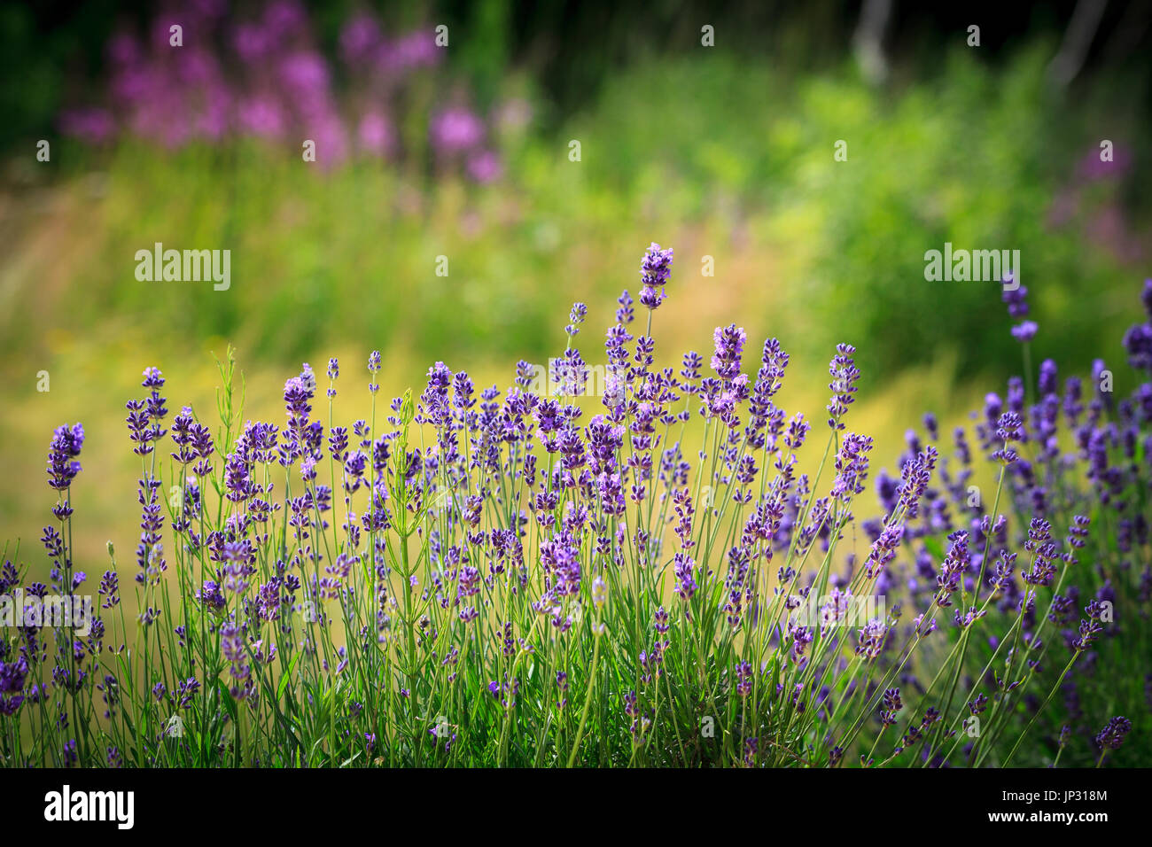 Nature garden background with lavender flowers Stock Photo - Alamy