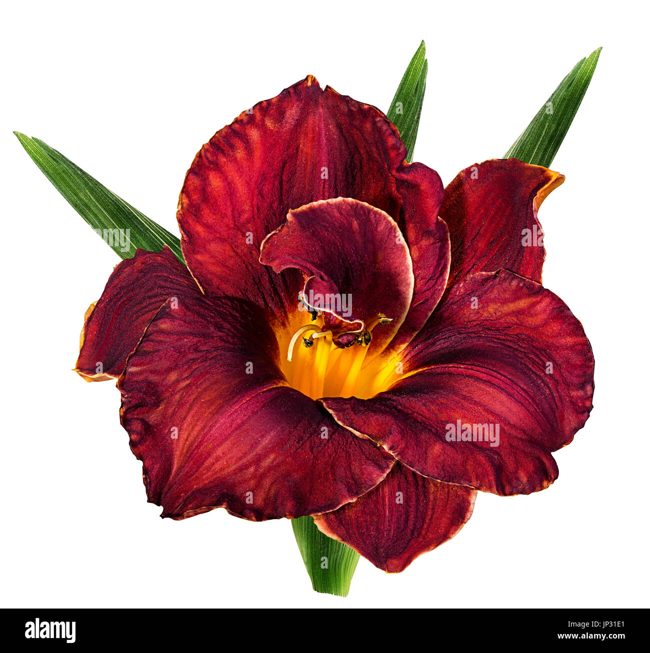 Lilly flower on white background Stock Photo - Alamy