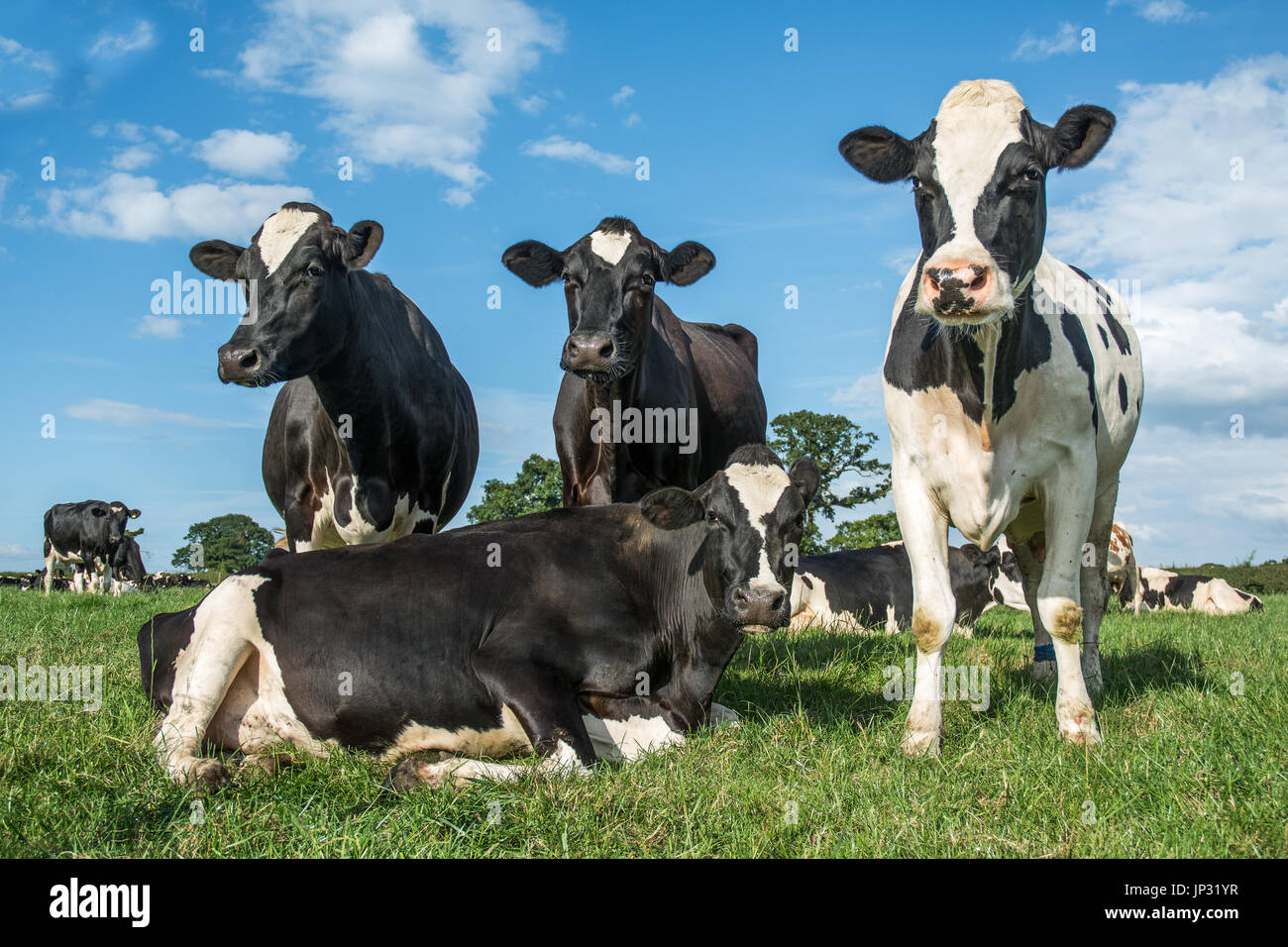 Dairy cows hi-res stock photography and images - Alamy
