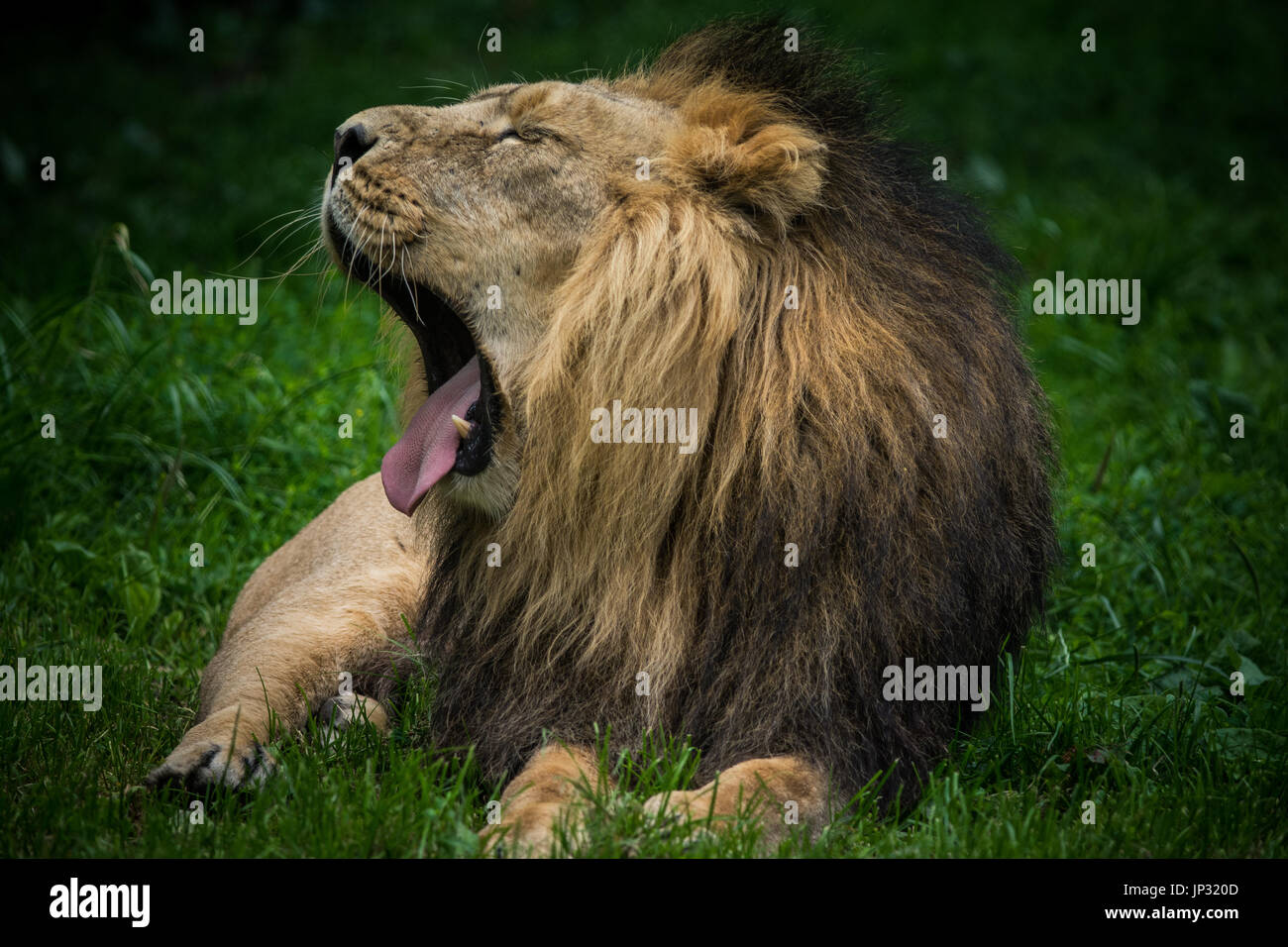 Close up shot of a male Lion Stock Photo - Alamy