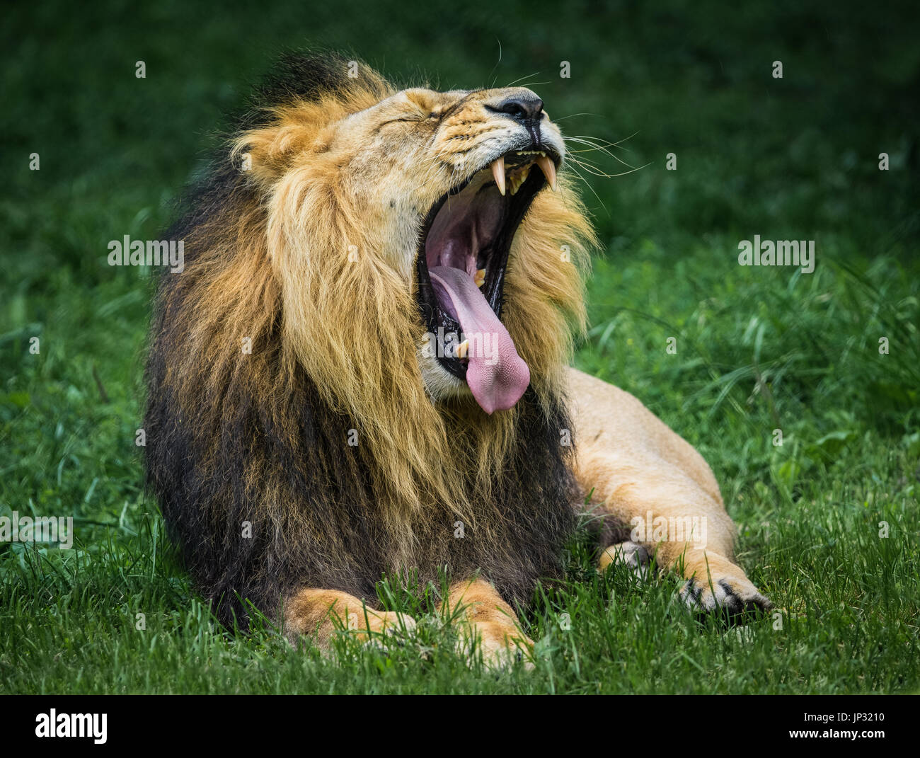 African lion roar hi-res stock photography and images - Alamy