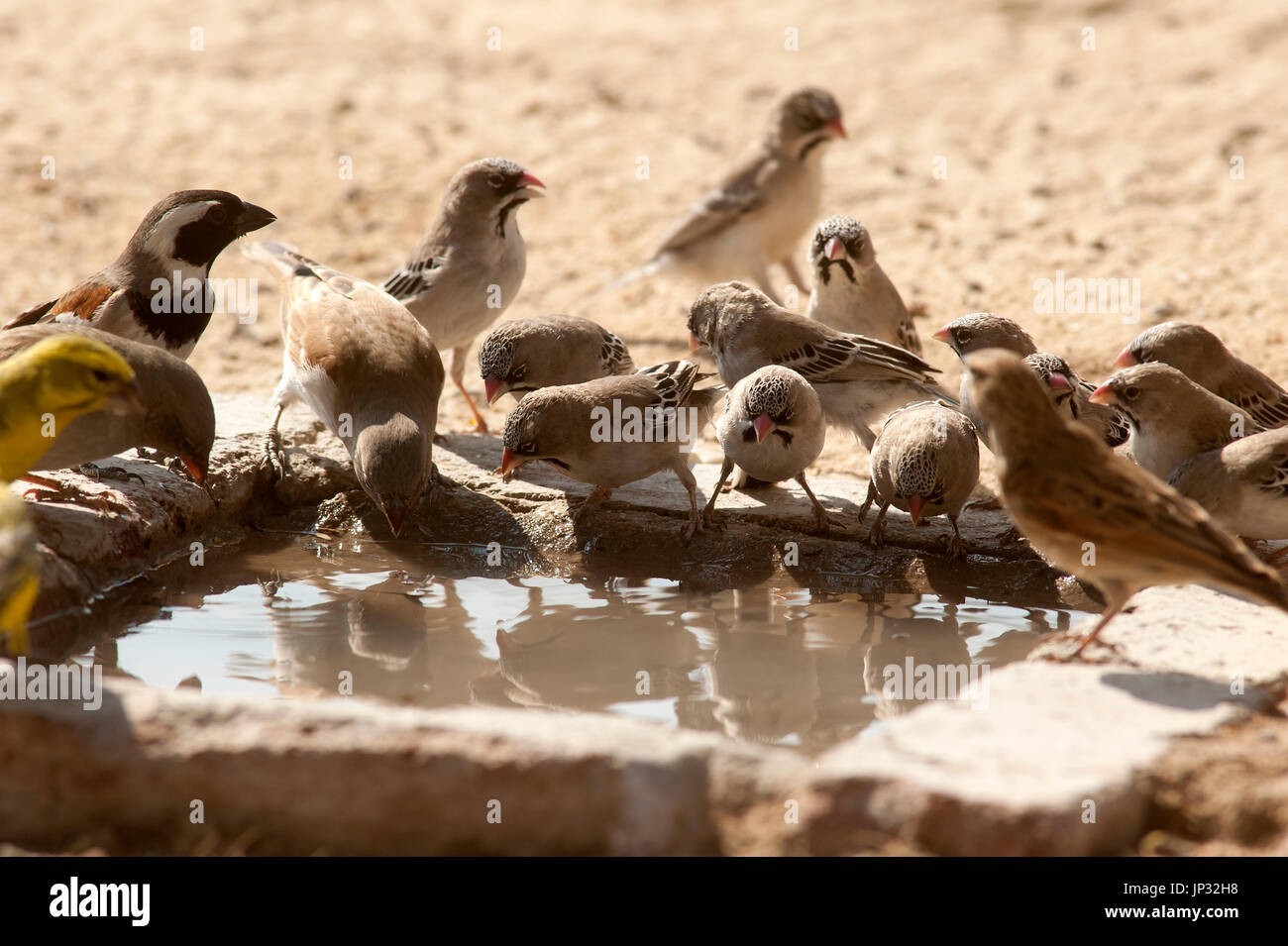 South african water birds hi-res stock photography and images - Alamy