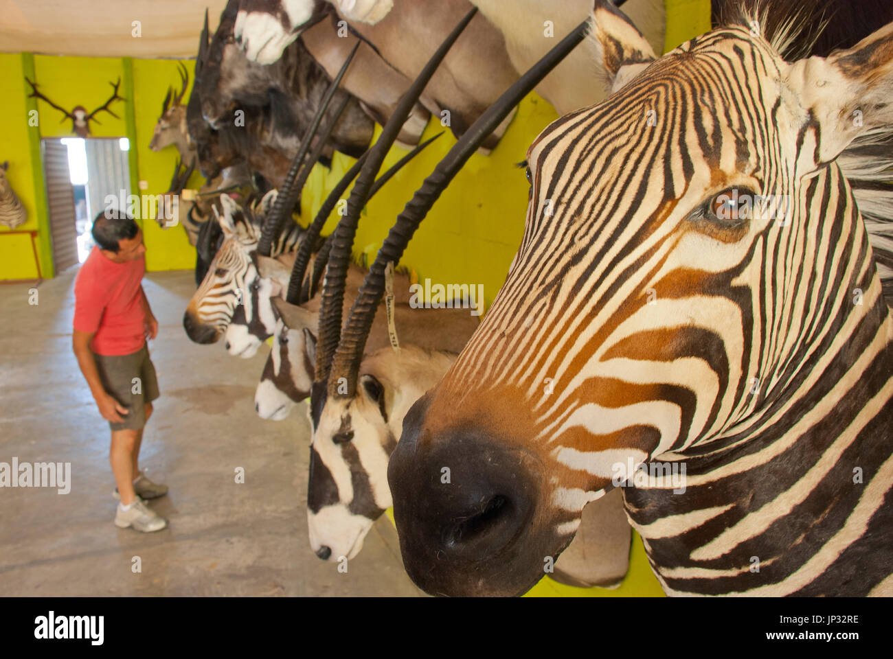 Stuffed african animals at Trophaendienste Taxidermy, Windhoek, Namibia ...