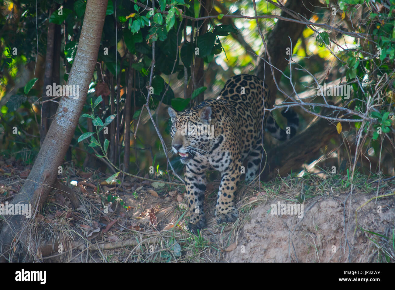Jaguar the biggest carnivore in South America on the banks of Três ...