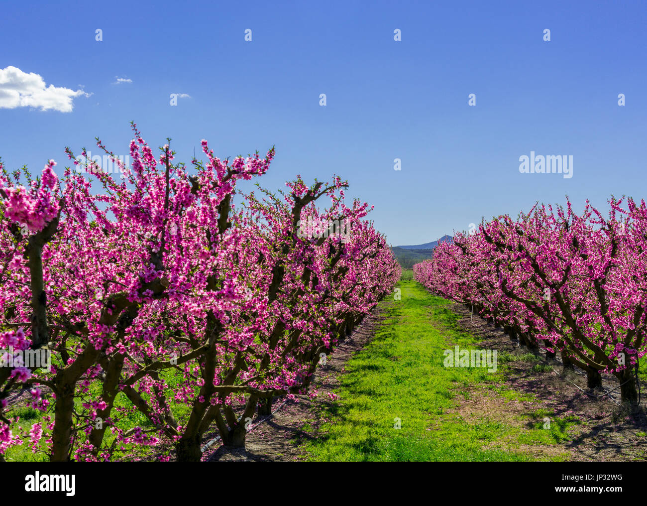 Blossoming peach tree in Aitona, a beautiful town in Catalonia, Spain ...