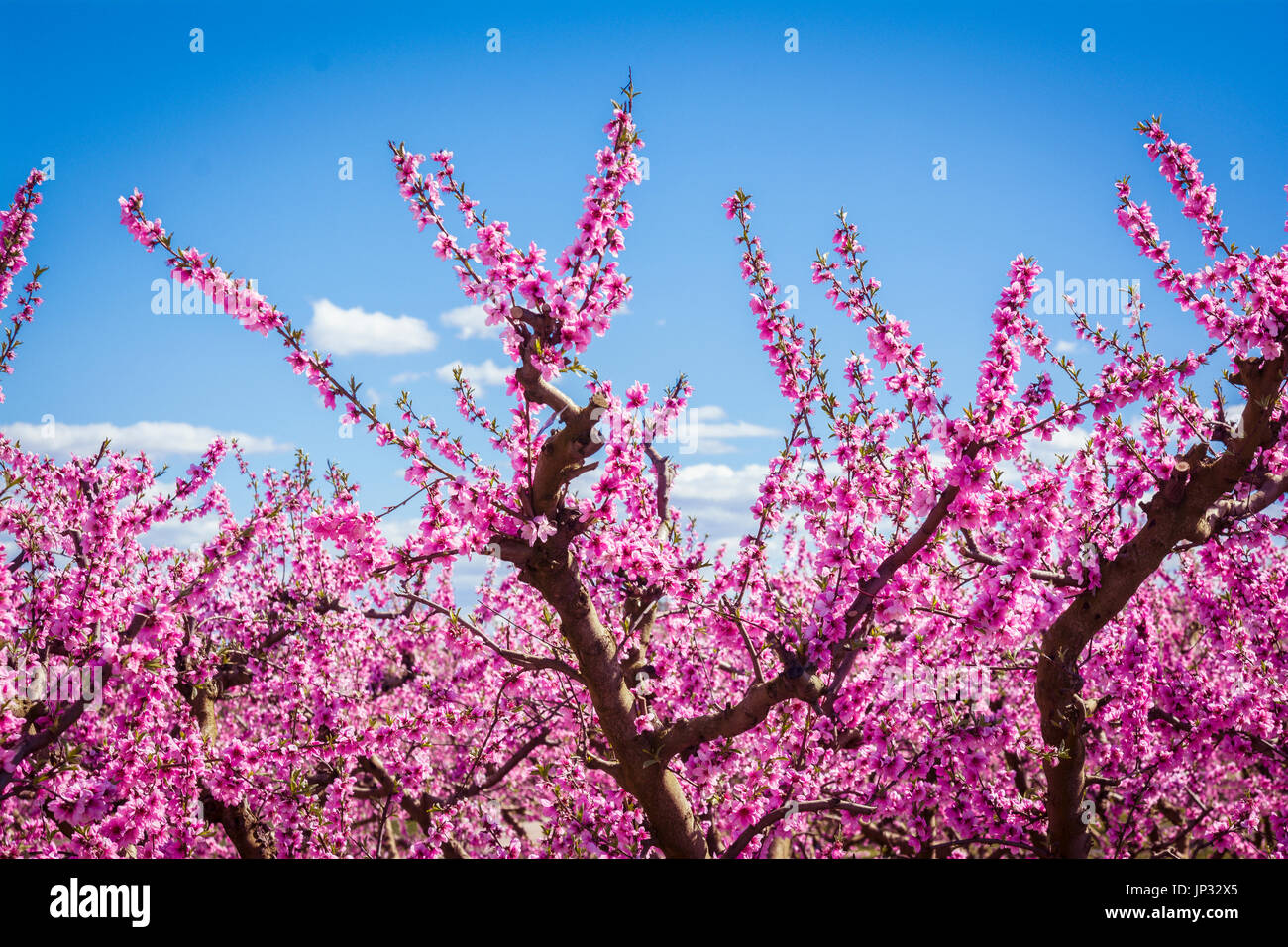 Blossoming peach tree in Aitona, a beautiful town in Catalonia, Spain ...