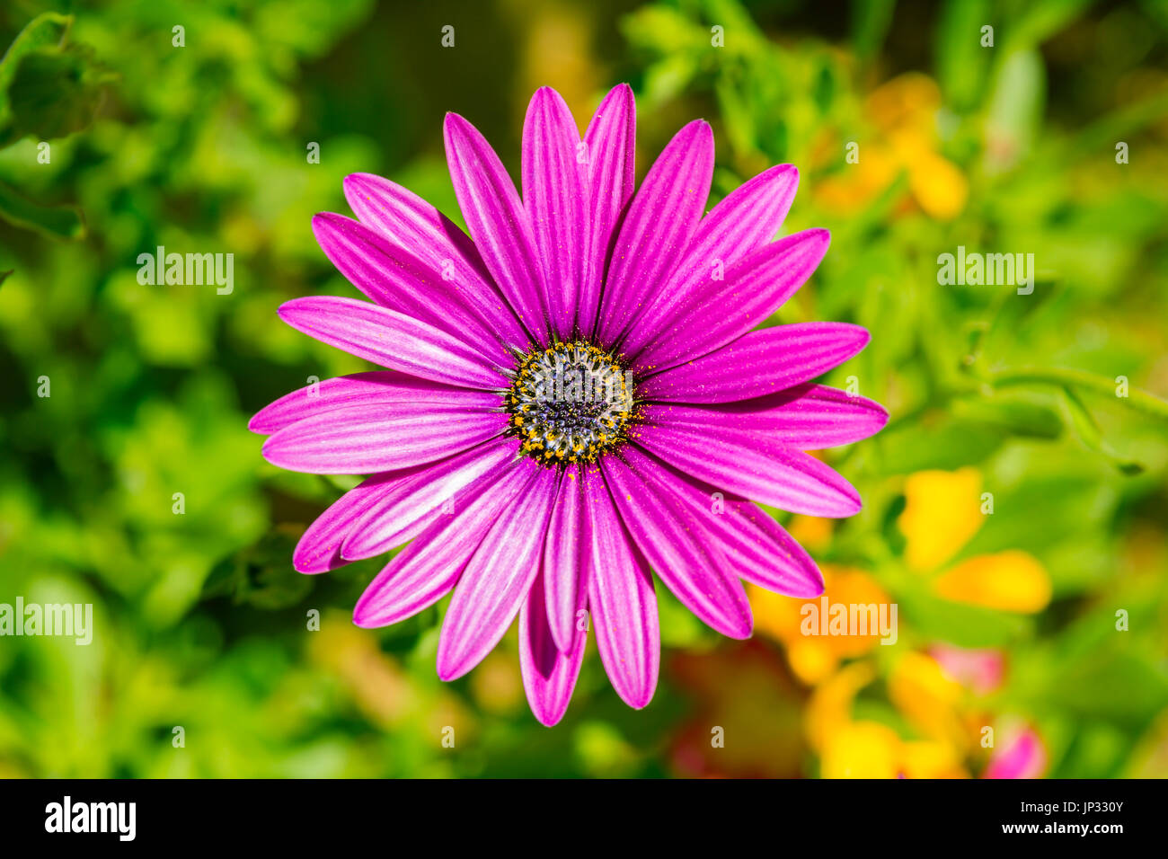 Purple flower of a Cape marguerite, also called Dimorphotheca ecklonis ...