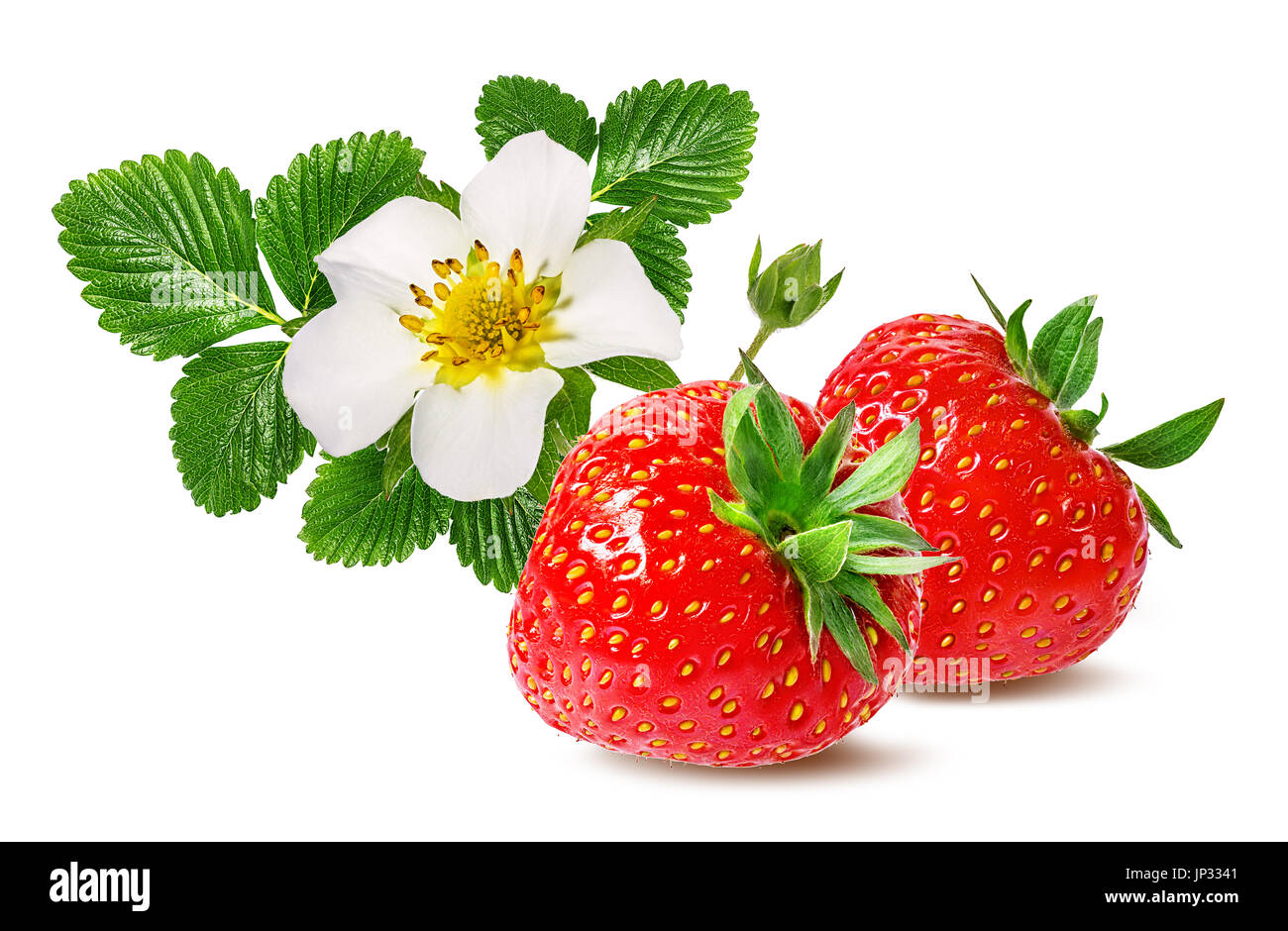 strawberry and strawberry flower isolated on white background Stock ...