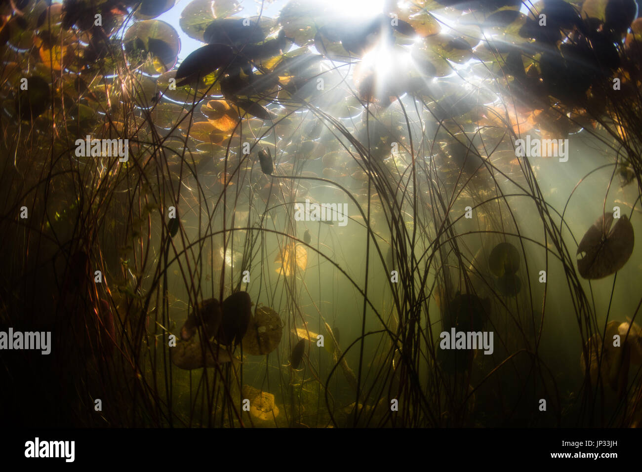 Light beams through lily pads growing in a freshwater pond on Cape Cod ...