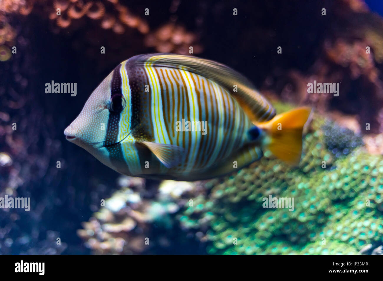Yellow Striped Fish Stock Photos & Yellow Striped Fish Stock Images - Alamy