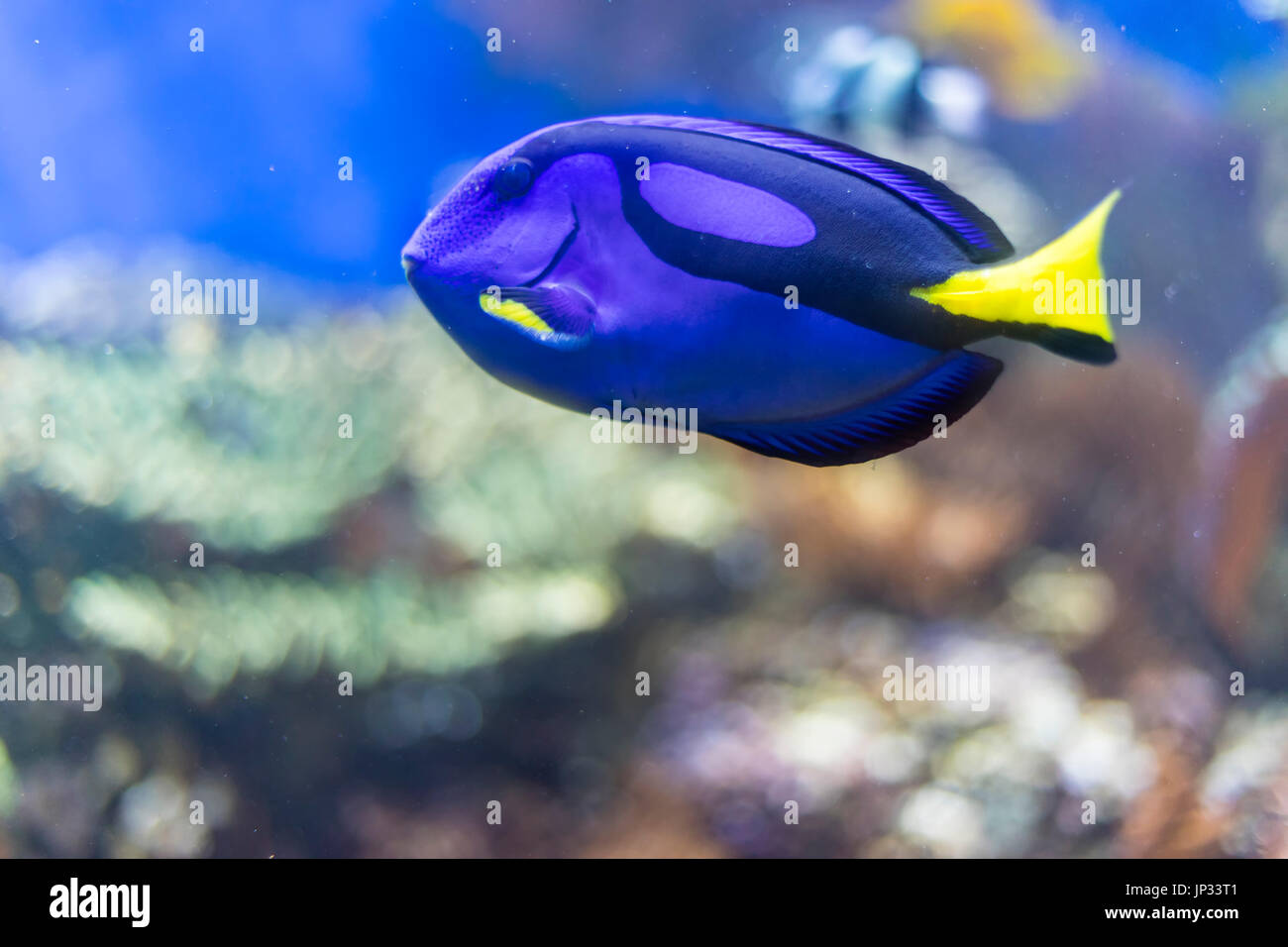 Water flora and fauna of the red sea hi-res stock photography and ...