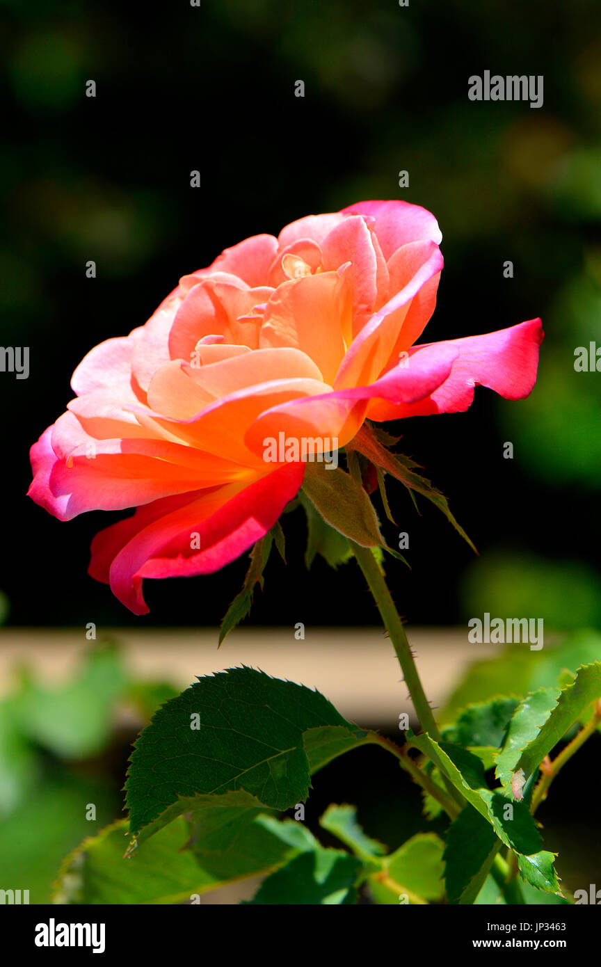 Single peach rose rosa flower hi-res stock photography and images - Alamy