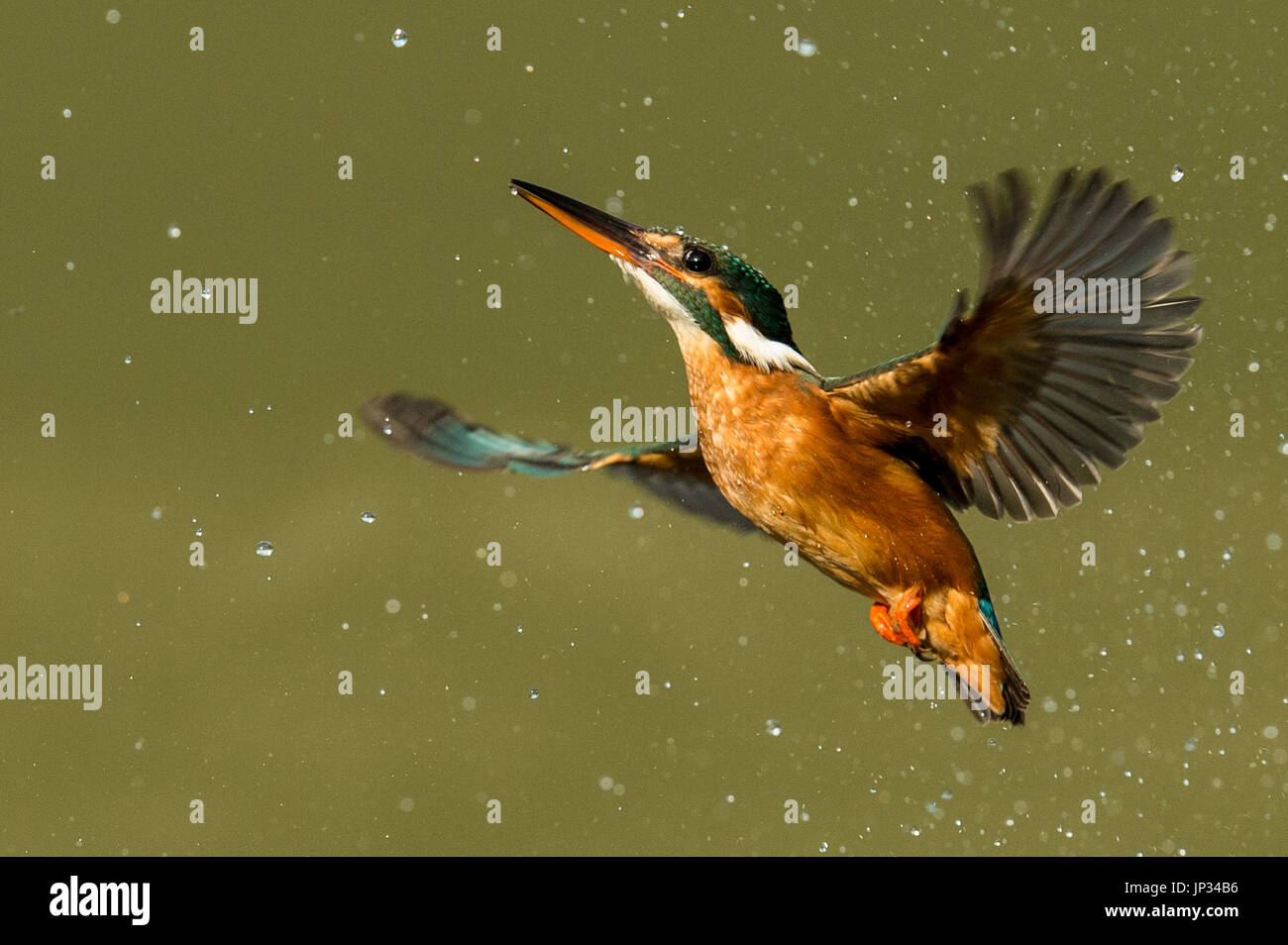 Kingfisher in Flight Stock Photo - Alamy