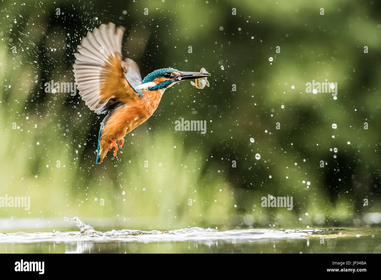 Kingfisher in Flight with a fish Stock Photo - Alamy