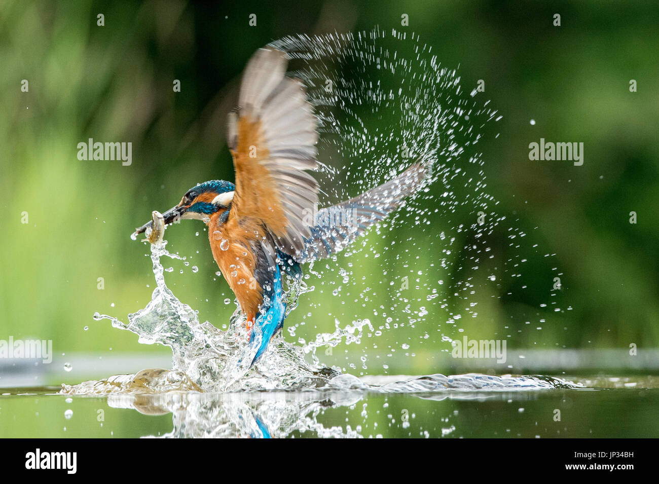 Kingfisher emerging from the water with a fish Stock Photo - Alamy