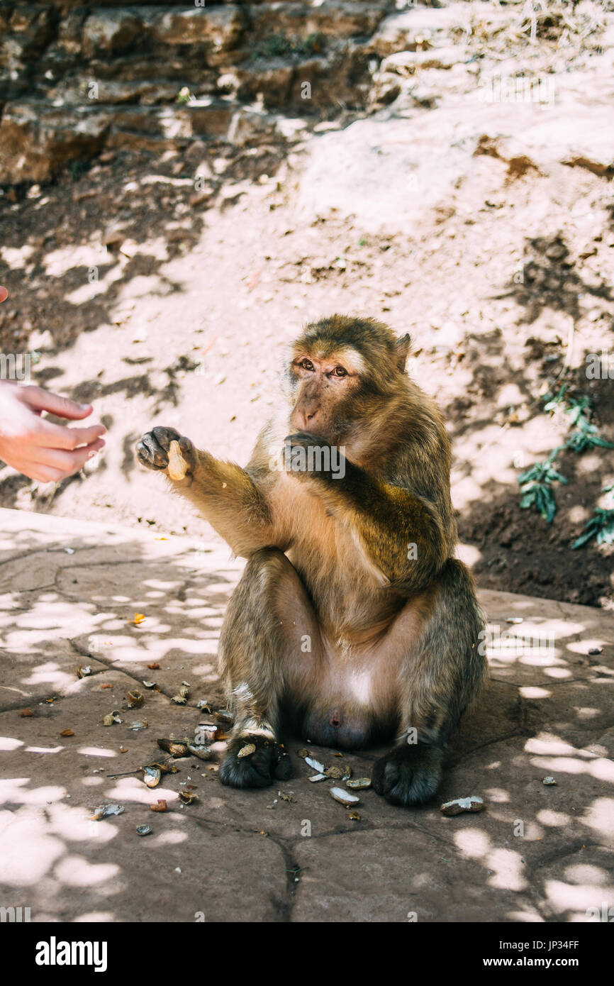 Barbary macaque monkey sitting down and receiving peanuts from a ...